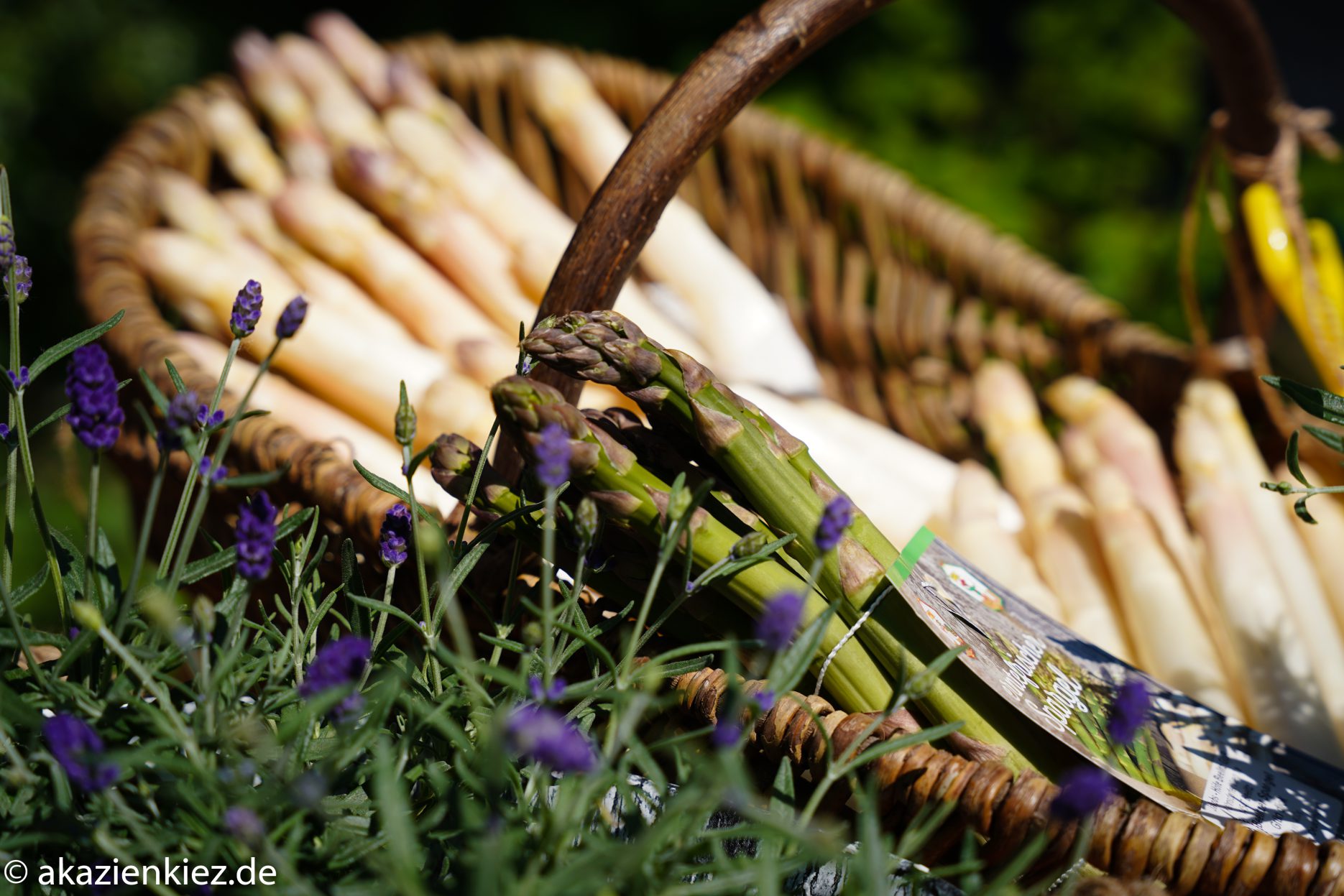 Primavera – das Spargelfest mit buntem Programm eröffnet – Akazienkiez